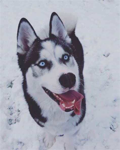 ციმბირული ჰასკი Siberian Husky Puppies Tbilisi