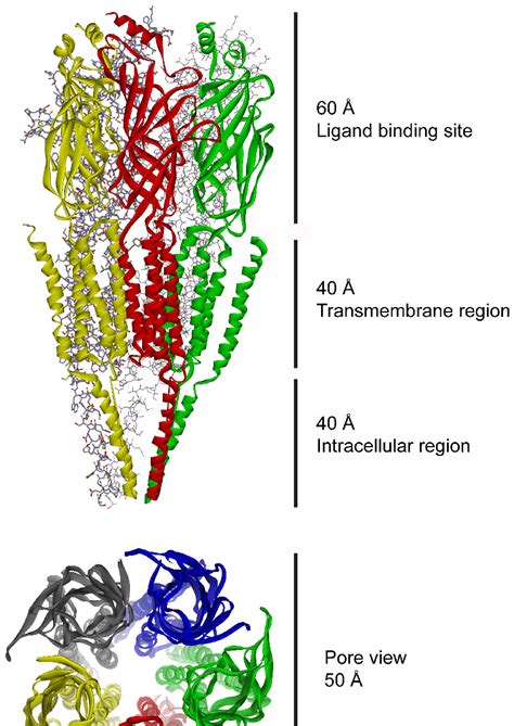 4 Structure Of A Cys Loop Receptor Above Ribbon Structure Of The