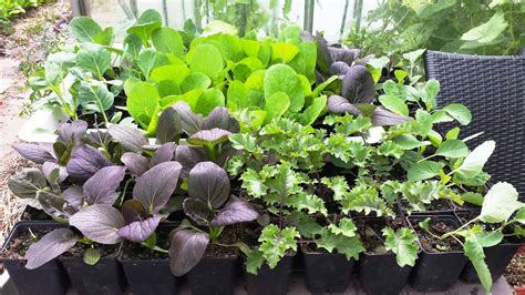 Sluitkool Algemeen Dianas Mooie Moestuin