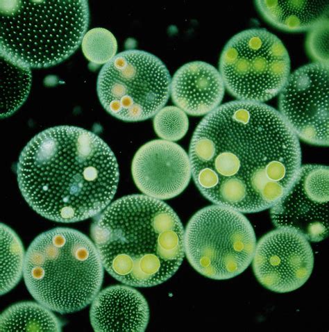 Volvox Mother Colony With Daughter Colonies Lm Micro