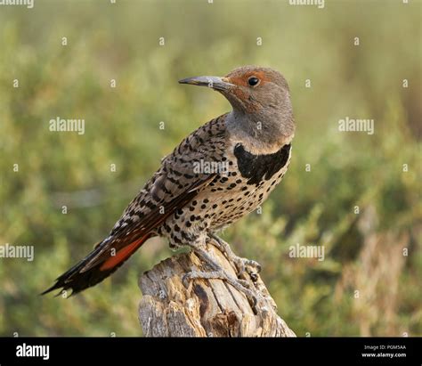 Northern Red Shafted Flicker Colaptes Auratus Lake County Oregon