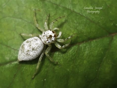 White Jumping Spider Project Noah