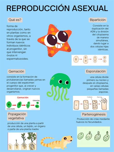 Reproducción Asexual Pdf Ciencia Y Matemáticas