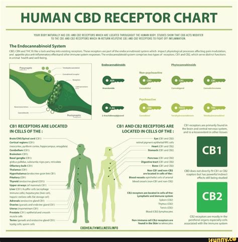 Human Cbd Receptor Chart Your Body Naturally Has And Receptors Which