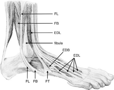 Fibularis Brevis Origin And Insertion