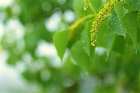 Обои Природа Листья обои для рабочего стола фотографии природа листья зелёный макро капли