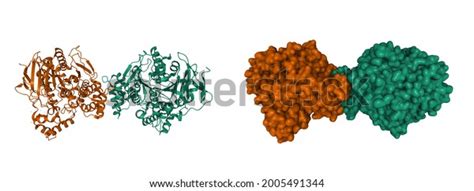 Structure Human Acetylcholinesterase 3d Cartoon Gaussian Stock Illustration 2005491344