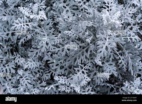 Silver Sagebrush Close Up Texture Of Wormseed Background Of Wormwood In Winter Beautiful