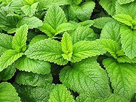 Lemon Balm Definition Of Lemon Balm