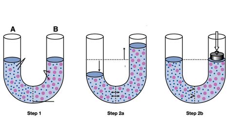 Diffusion Of Water Diagram Quizlet