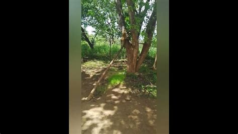 සත්තුන් දිහා බලාගෙන ඉද්දී මනස සුවපත් වෙනවලු Youtube