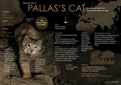 Pallass Cat Facts Habitat Threats