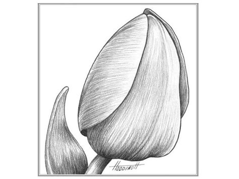 Как нарисовать тюльпан карандашом поэтапно Abstract Artwork Abstract Drawings