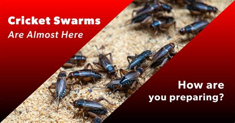 The Bug Master Residential And Commercial Pest Control On Linkedin Many Businesses Struggle With