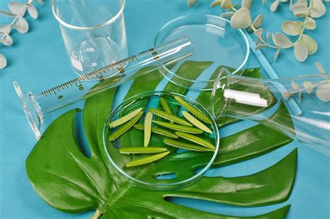 Natural Drug Research Plant Extraction In Scientific Laboratory Glassware For Cosmetic