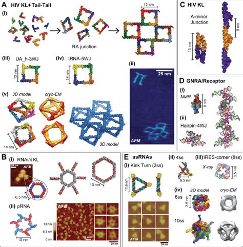 Rna Nanostructures Constructed Using Rna Self Assembly A Several