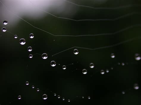무료 사진 스파이더 웹 수 분 이 슬 응축 빗방울 가 까이 서 매크로 비 드롭 젖은