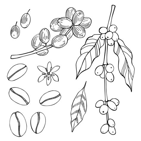 커피 공장과 콩 장과 식물학 외딴 Png 일러스트 및 벡터 에 대한 무료 다운로드 Pngtree