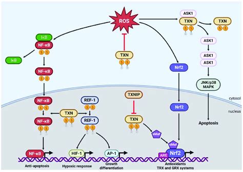 Role Of Thioredoxin In Redox Signaling Thioredoxin Txn Negatively Download Scientific