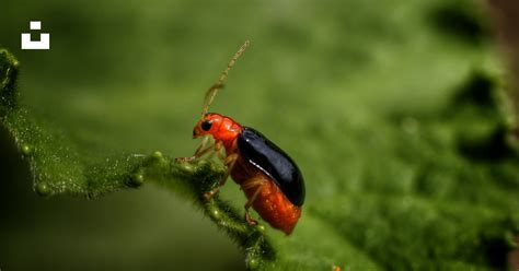녹색 잎에 있는 빨간색과 검은색 벌레 사진 Unsplash의 무료 곤충 이미지