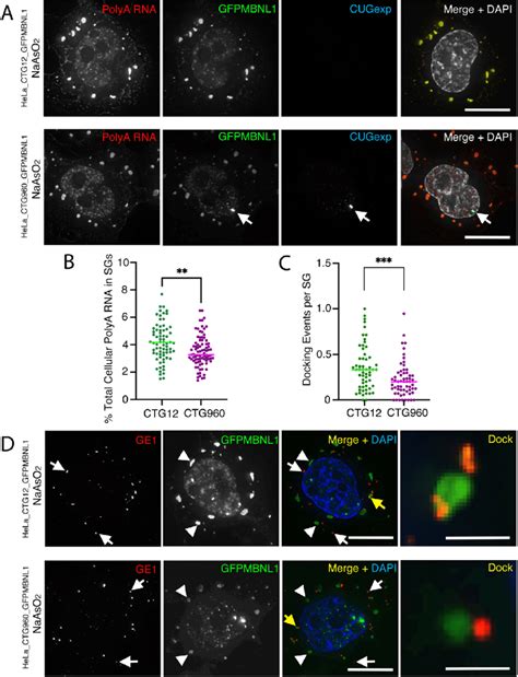Reduced Amounts Of Polya Rna In Sgs And Altered Docking Events