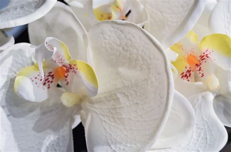 무료 이미지 자연 식물 꽃잎 식품 지독한 디저트 요리 꽃들 휘핑 크림 착빙 난초 퐁당 과자 웨딩 케이크 Torte 설탕 버터 크림 케이크