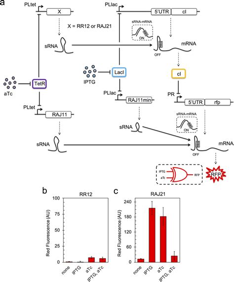 Rna Based Xor Logic Gate A Scheme Of The Gene Regulatory Circuit On