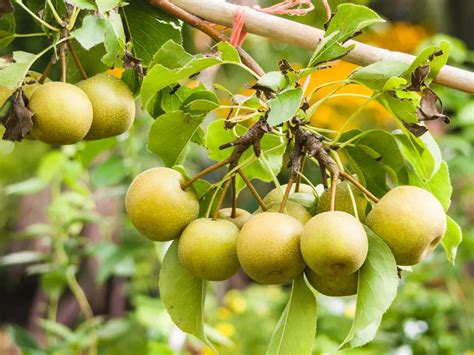 Best Asian Pear Tree Varieties For Your Garden Nursery Plant 1