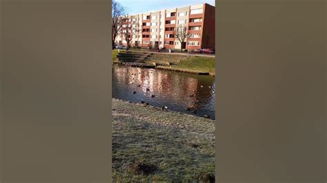 Tā Melnā Pīle Tik Jocīgi Svilpo Un Kaklu Groza 🥰🥰👍👍👍🦆🦆🦆🦆🦆🦆🦆👍👍👍👍👍👍👍 Youtube