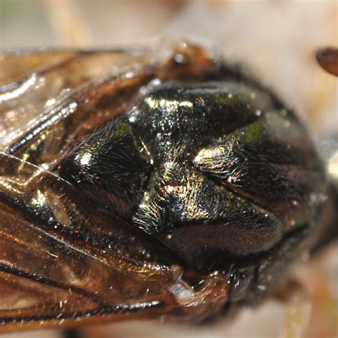 Thorax Arge BugGuide Net