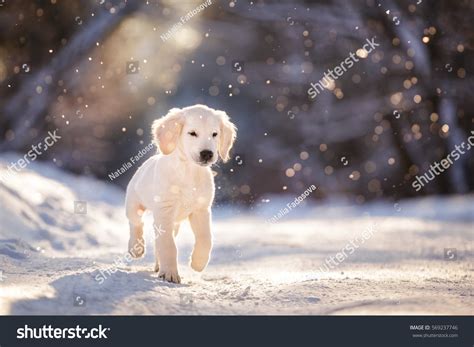 Golden Retriever Puppies In Snow