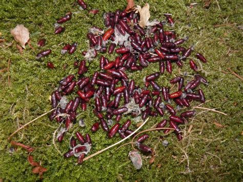 Fall Webworm Identification Life Cycle Facts And Pictures