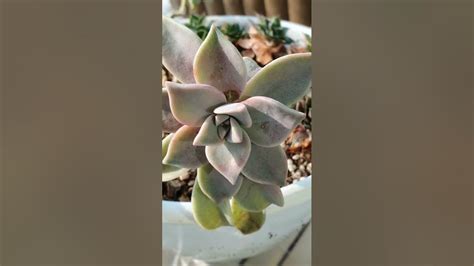 다육이 용월 울집~용월 잎꽂이 쌍두 자라는모습 Shorts Youtube