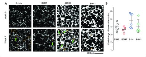 High Resolution Micro Ct Analysis After 7 Weeks Of Static Culture Download Scientific