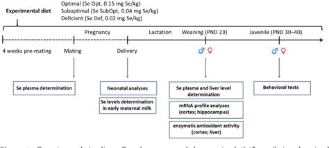 Figure 1 From Critical Role Of Maternal Selenium Nutrition In Neurodevelopment Effects On