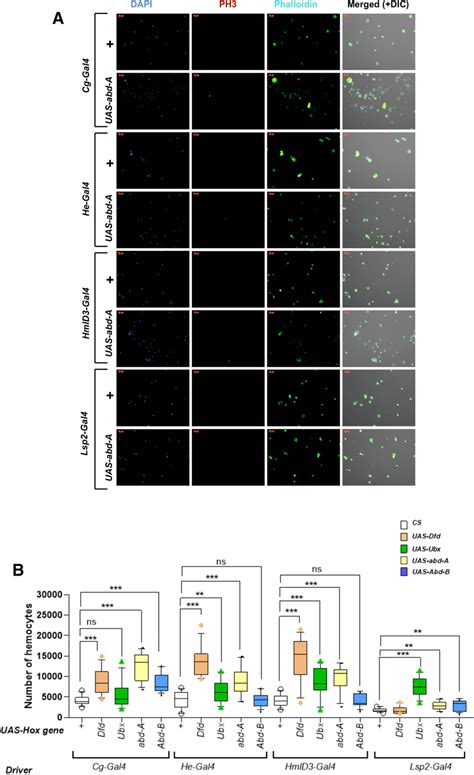 Cell Proliferation And Quantification Of Hemocytes A Anti Ph3