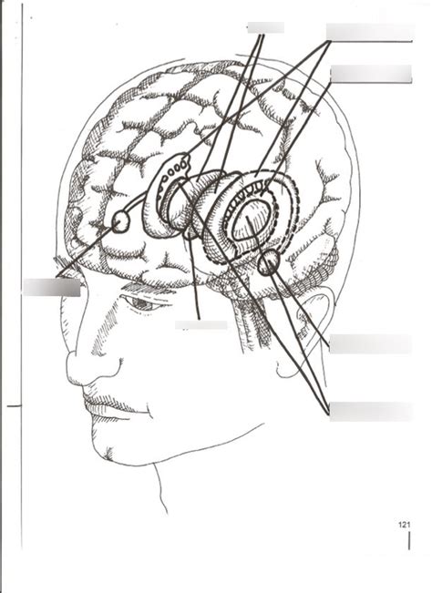 Basal Ganglia Diagram Quizlet
