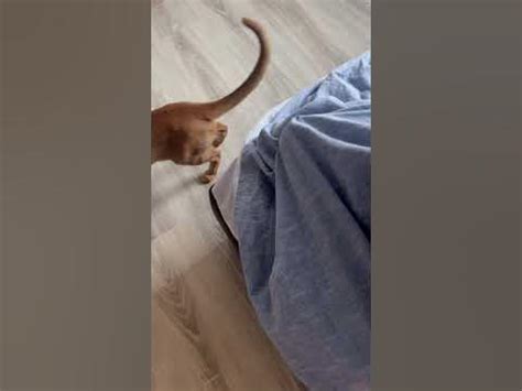 Абиссинские котики играют в прятки)) - YouTube