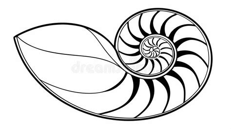 nautilus shell illustration nature s spiral and fibonacci sequence vector design generative ai