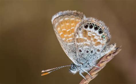 20 Blue Butterfly Species Insectic