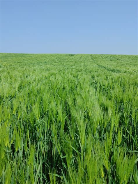 고창 보리밭 이번여행 여행일정 Feat 한국 여행 가이드 Korea Tour Guide For Travelers