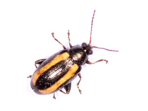Phyllotreta Undulata