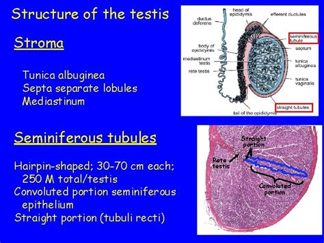 Histology Of The Male Reproductive System Testis Gonad