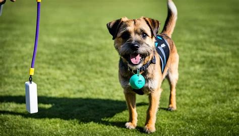 7 Important Jack Russell Terrier Training Tips