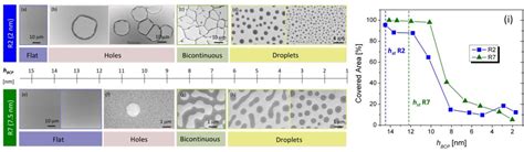 figure 1 from hierarchical order in dewetted block copolymer thin films