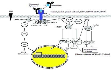 Schematic Representation Of Some Classes Of Targeted Drugs That Have