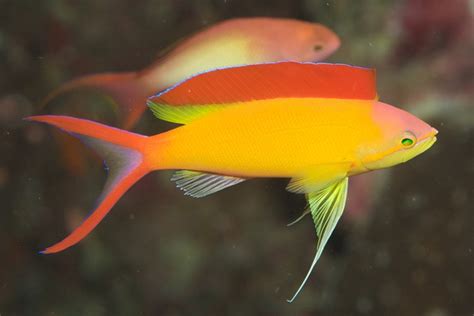 Ignitus Anthia Male Pseudanthias Ignitus Aquarium Pond Water