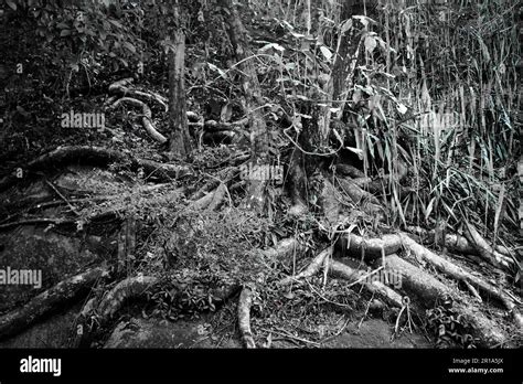 Various Plant And Tree Roots In Black And White Stock Photo Alamy
