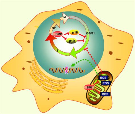 Schematic Representation Of Bmi1 Function Mitochondrial Bmi1 Inhibits