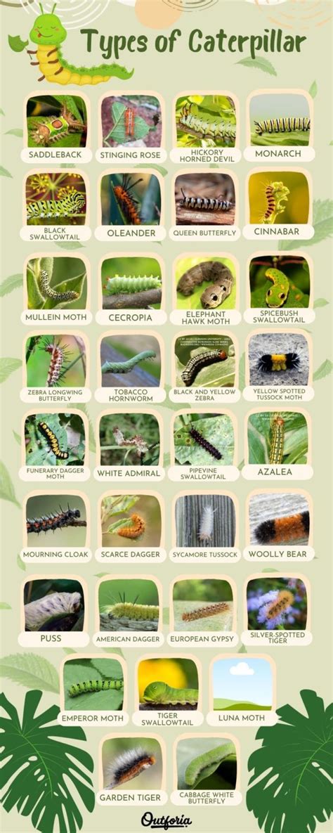 33 Types Of Caterpillars From The Fuzziest To The Spikiest